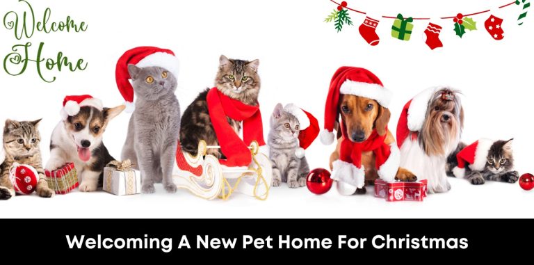 Welcoming a New Pet Home for Christmas - H&S Magazine Kenya