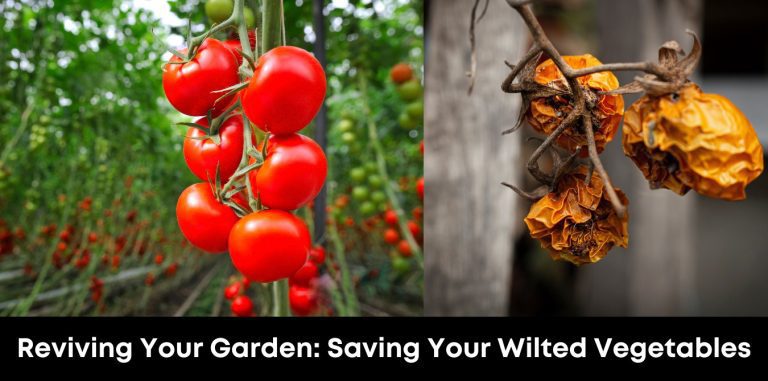 Reviving Your Garden Saving Your Wilted Vegetables - H&S Magazine Kenya