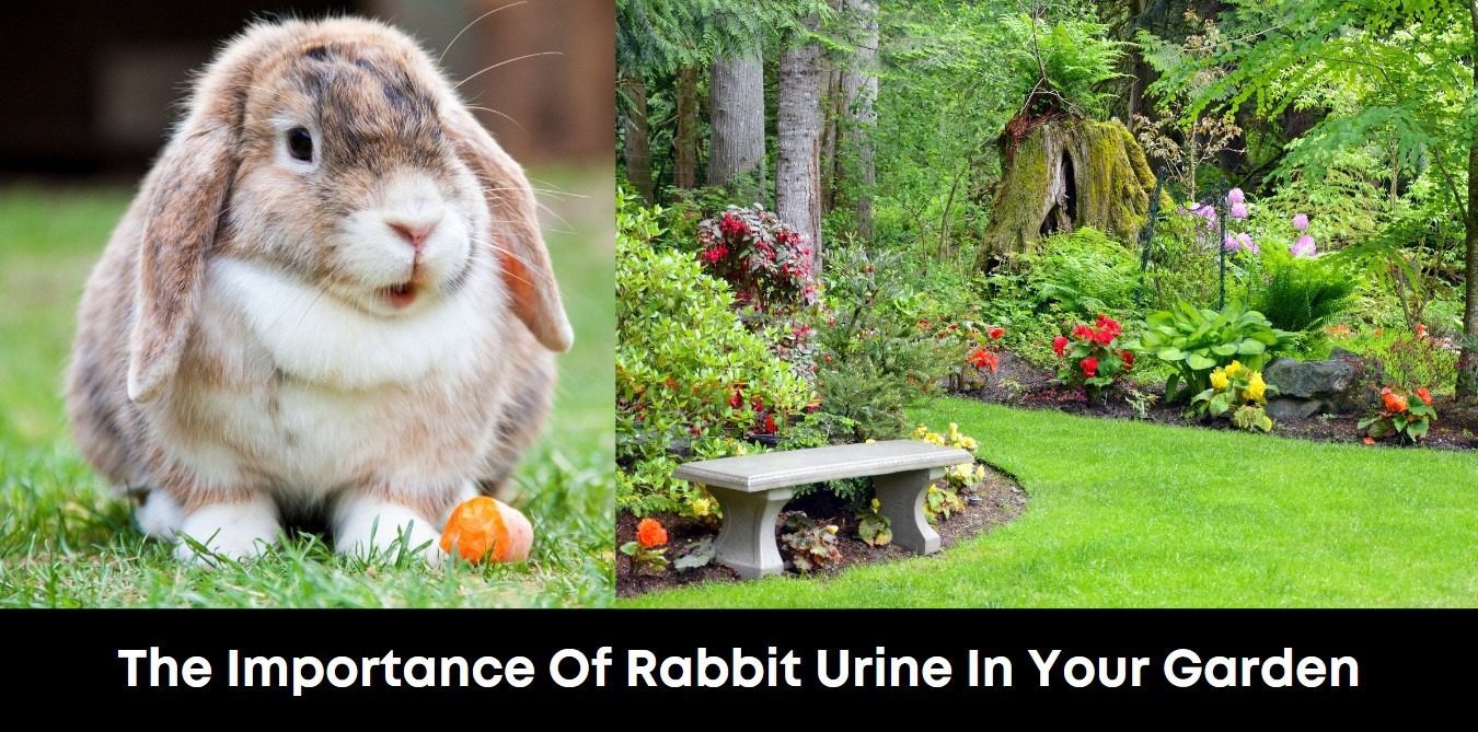 The Importance of Rabbit Urine in Your Garden - H&S Magazine Kenya