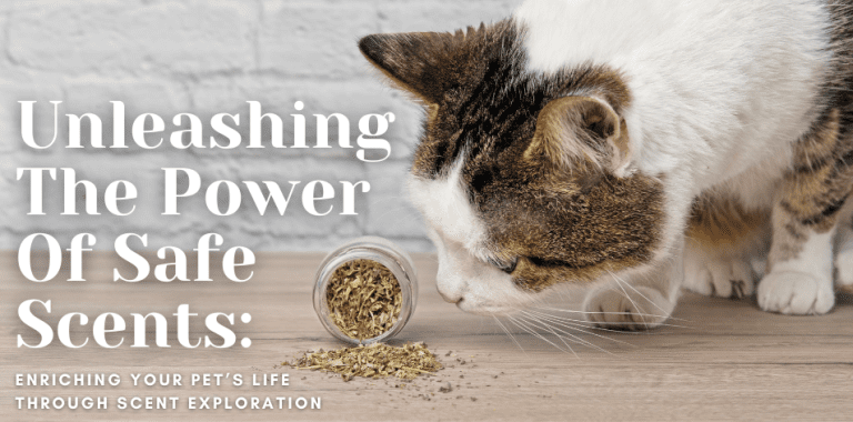 Unleashing The Power Of Safe Scents: Enriching Your Pet’s Life Through ...