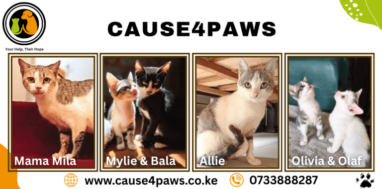 Be Their Lifeline: Support Cause4Pause Kenya’s Mission to Rescue Cats ...